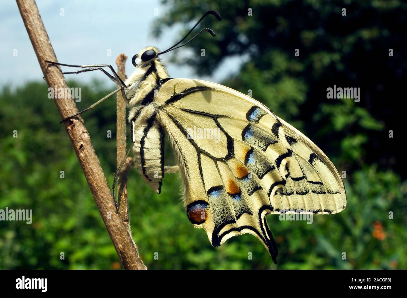 Common Swallowtail butterfly newly emerged from a chrysalis (Papilio ...