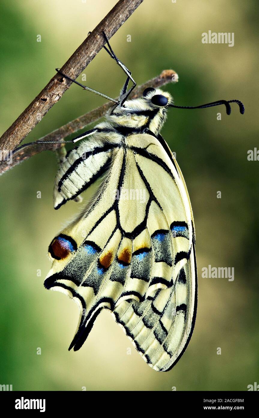 Common Swallowtail butterfly newly emerged from a chrysalis (Papilio ...