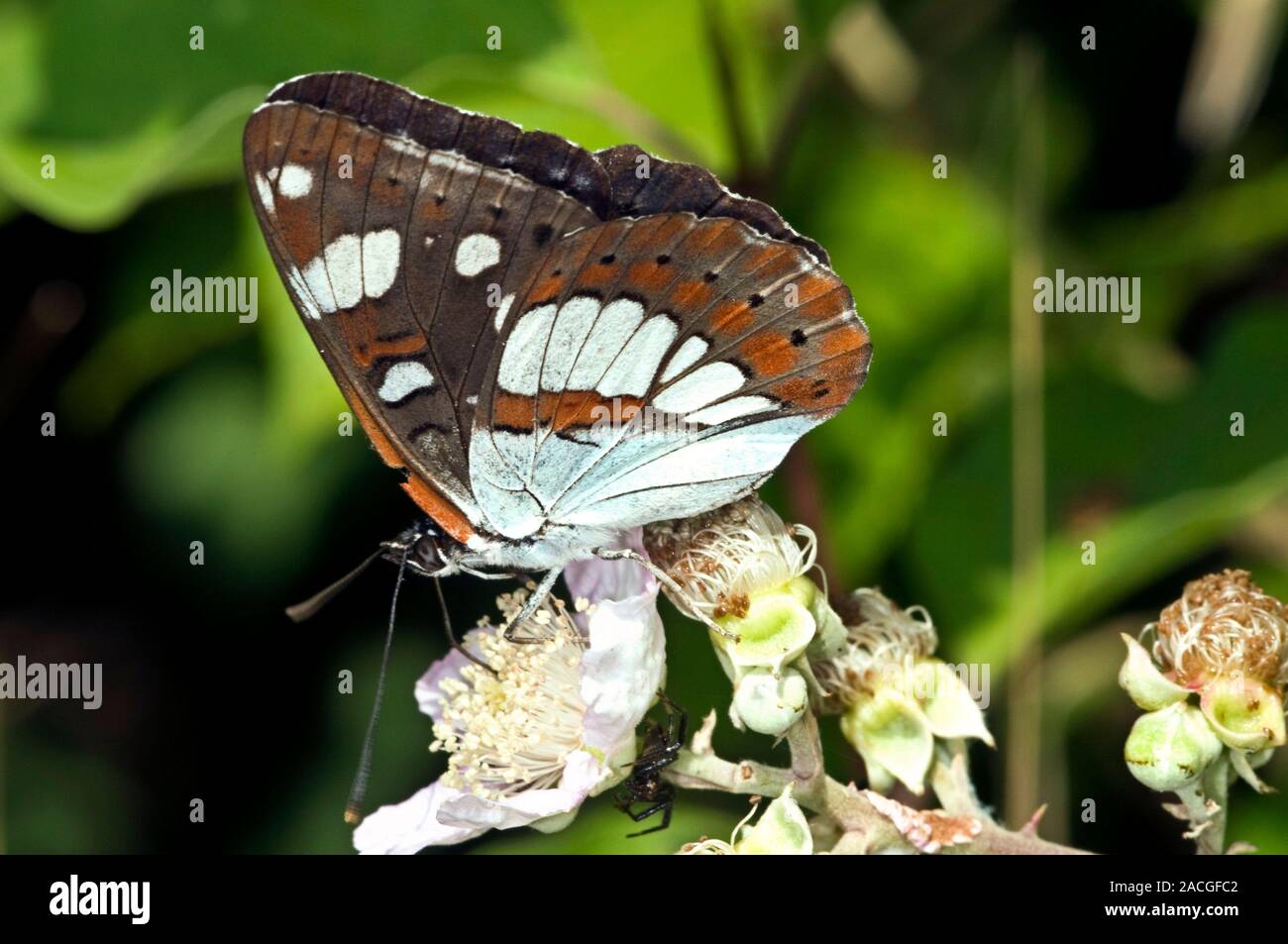 Southern White Admiral butterfly (Limenitis reducta) on a flower. This ...