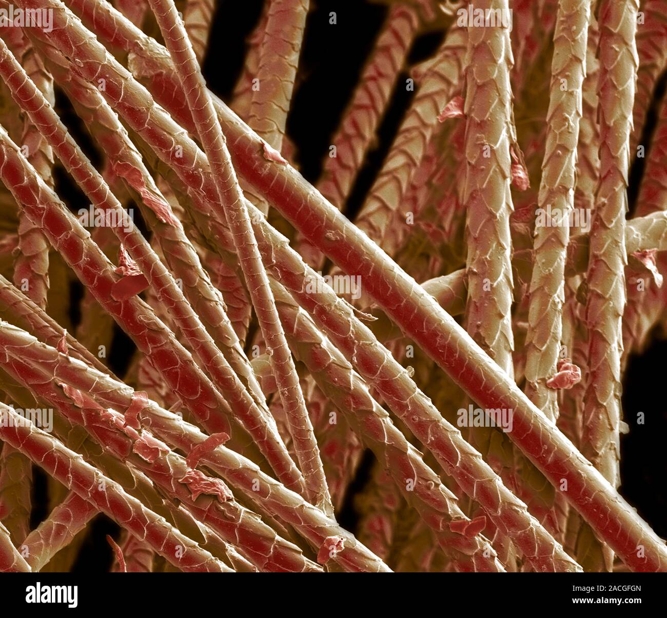 Cat hair, coloured scanning electron micrograph (SEM). The outside of ... Cat hair, coloured scanning electron micrograph (SEM). The outside of ...