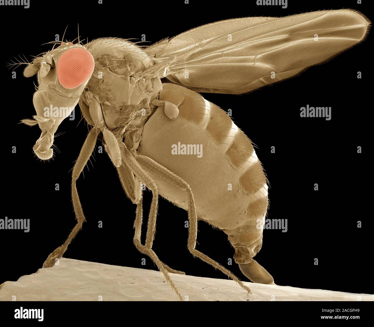 Fruit fly. Coloured scanning electron micrograph (SEM) of a fruit fly ...