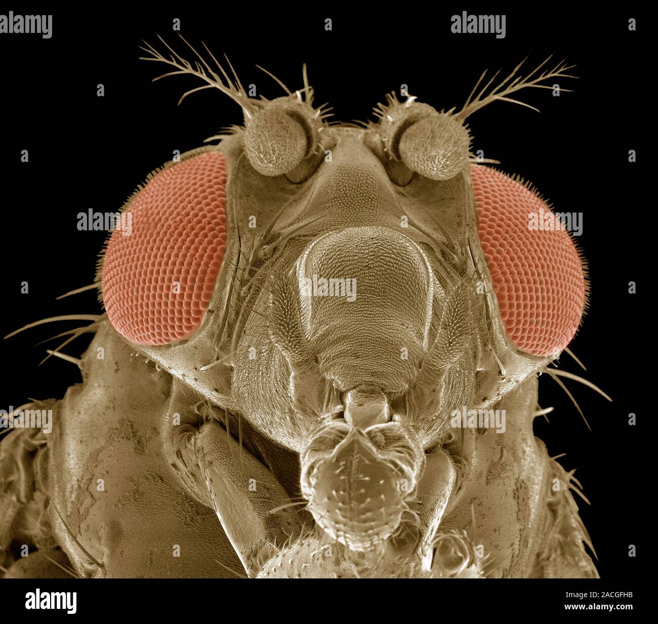 Fruit fly head. Coloured scanning electron micrograph (SEM) of the head ...