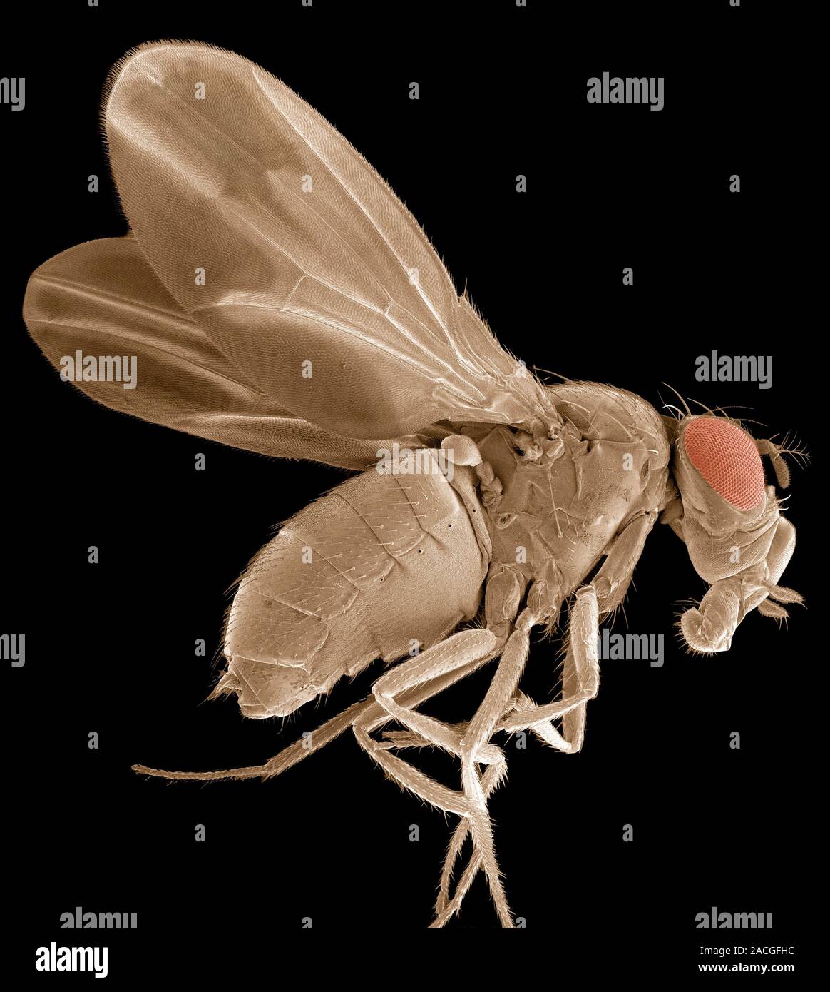 Fruit fly. Coloured scanning electron micrograph (SEM) of a fruit fly ...