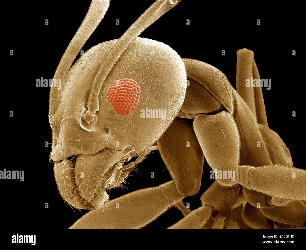Ant (family Formicidae) head, coloured scanning electron micrograph ...