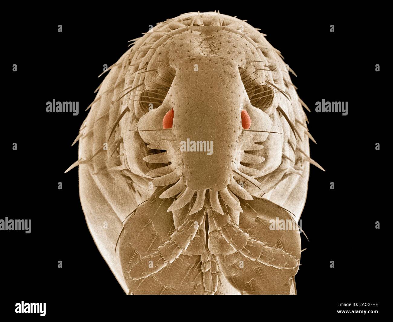 Cat flea head. Coloured scanning electron micrograph (SEM) of a cat ...