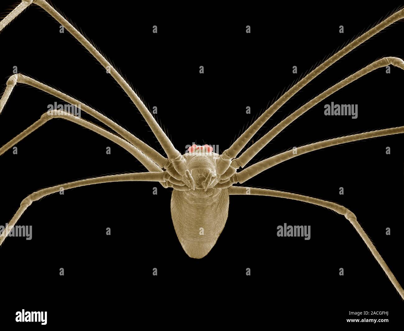 Daddy long legs spider. Coloured scanning electron micrograph (SEM) of ...