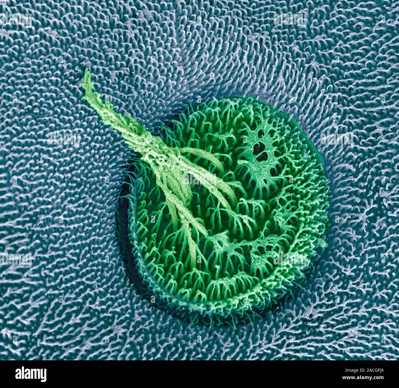 Gecko sensory organ. Coloured scanning electron micrograph (SEM) of a ...