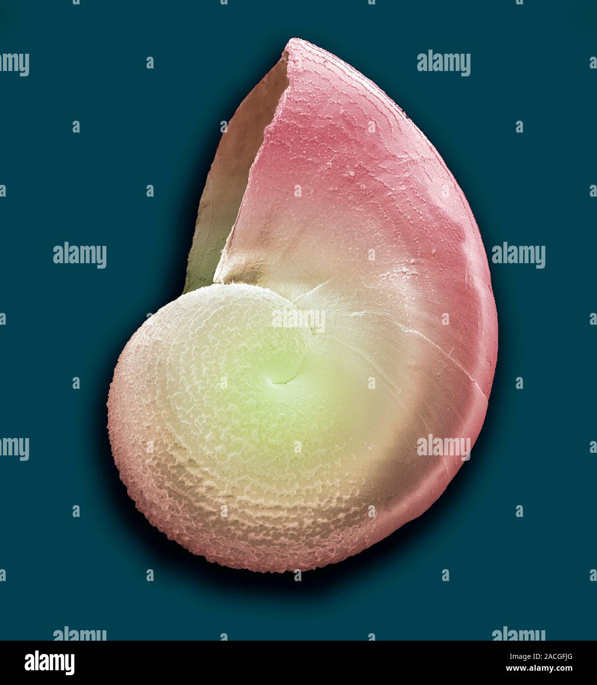 Gastropod mollusc larva. Coloured scanning electron micrograph (SEM) of ...