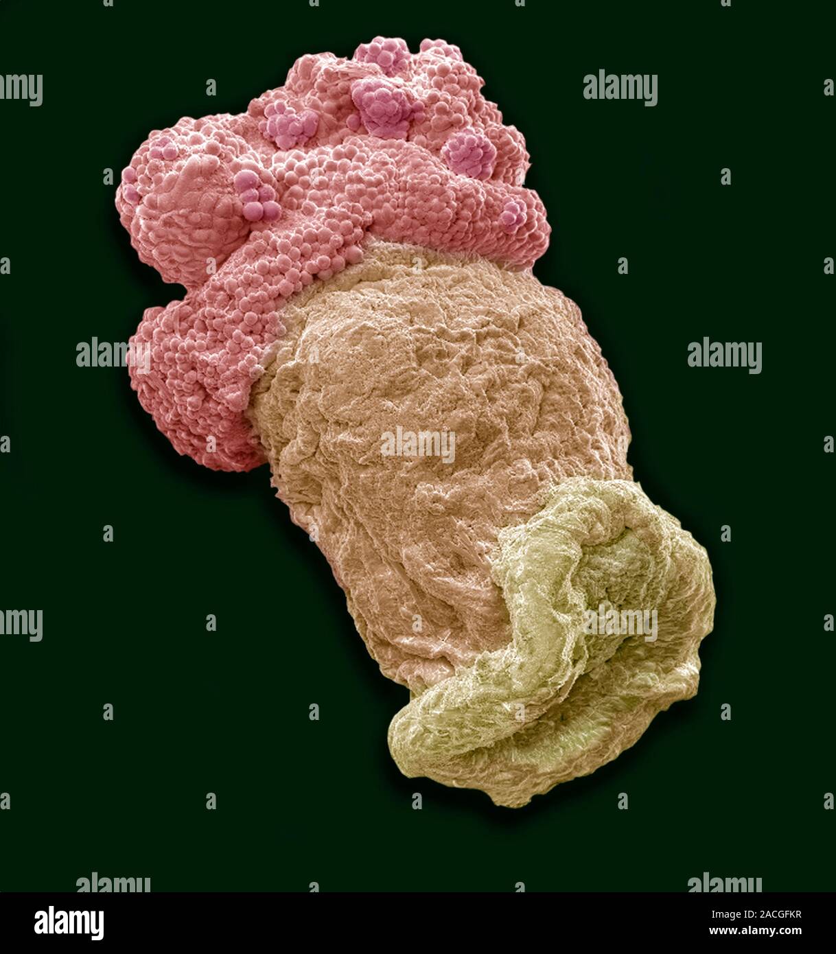 Planktonic polyp. Coloured scanning electron micrograph (SEM) of a ...