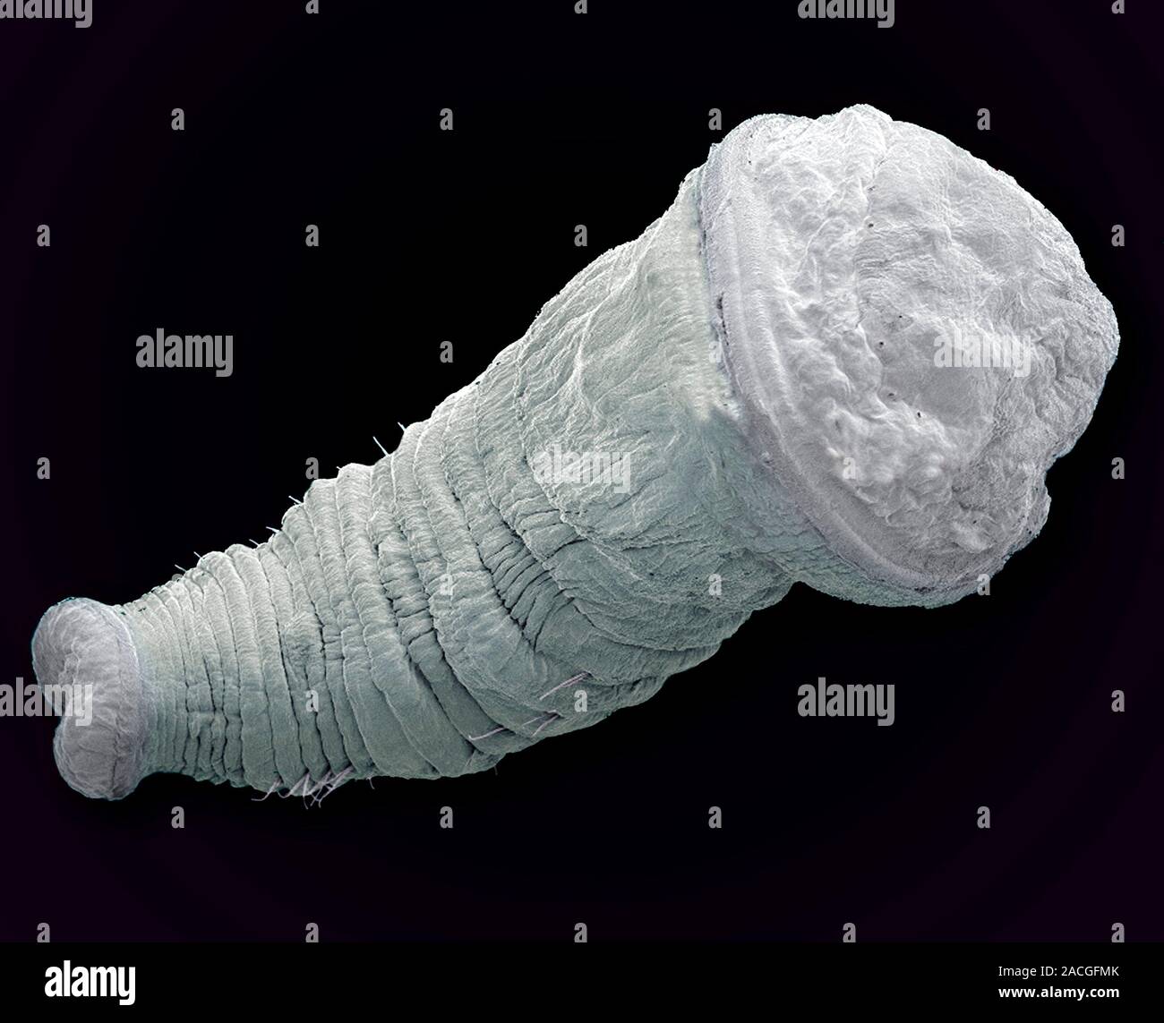 Polychaete trochophore larva. Coloured scanning electron micrograph ...