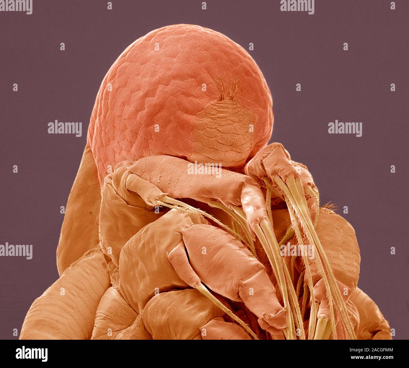 Water flea. Coloured scanning electron micrograph (SEM) of the water ...
