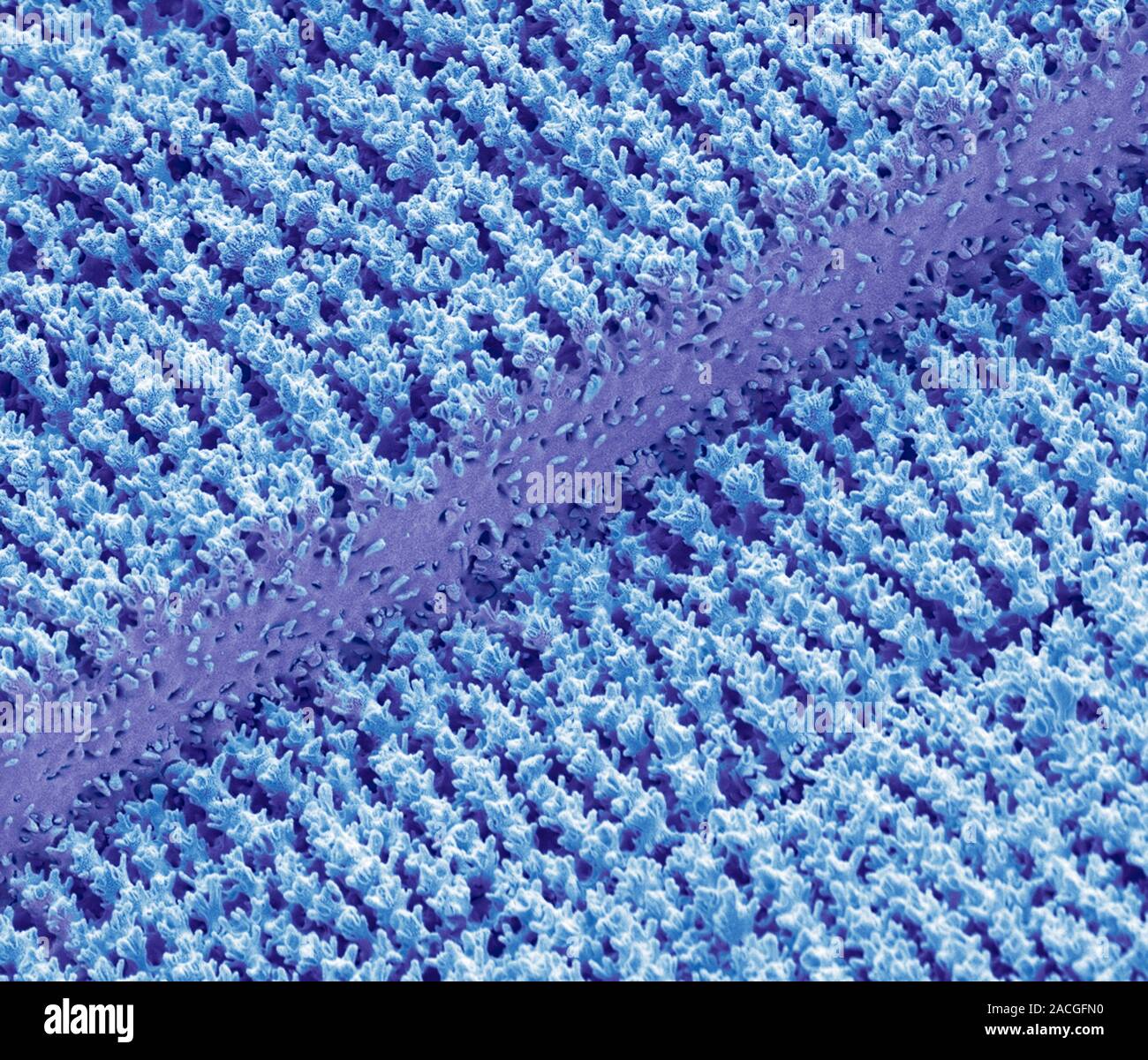 Eye lens fibres. Coloured scanning electron micrograph (SEM) of a ...