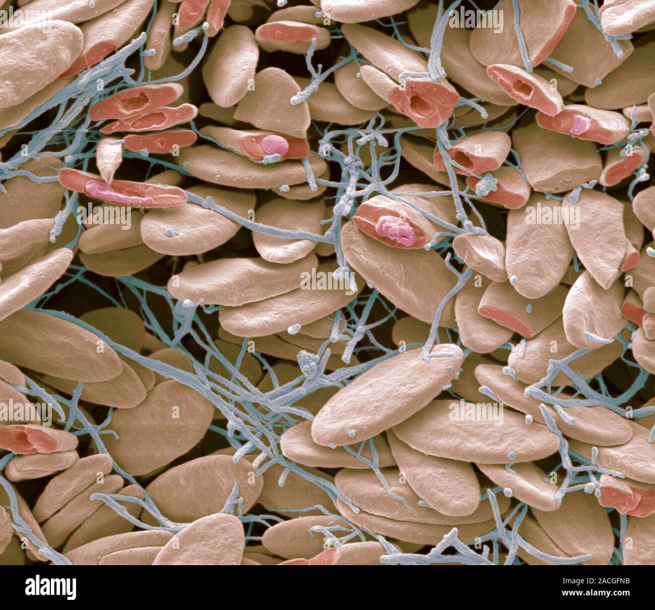 Reptilian red blood cells. Coloured scanning electron micrograph (SEM ...