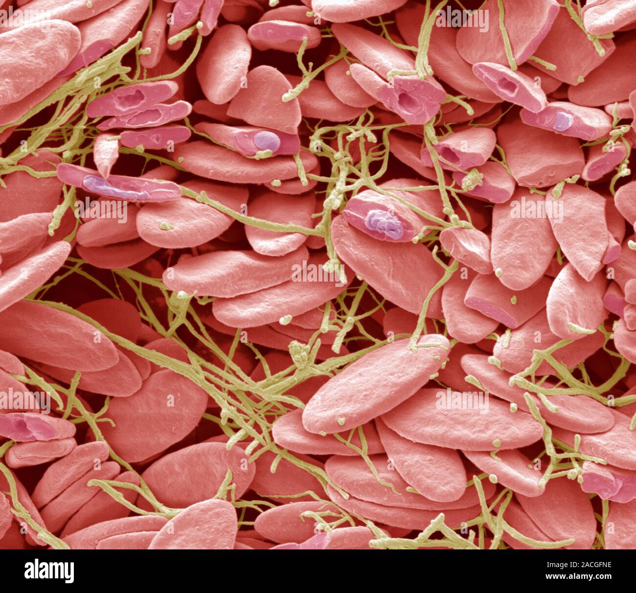 Reptilian red blood cells. Coloured scanning electron micrograph (SEM ...