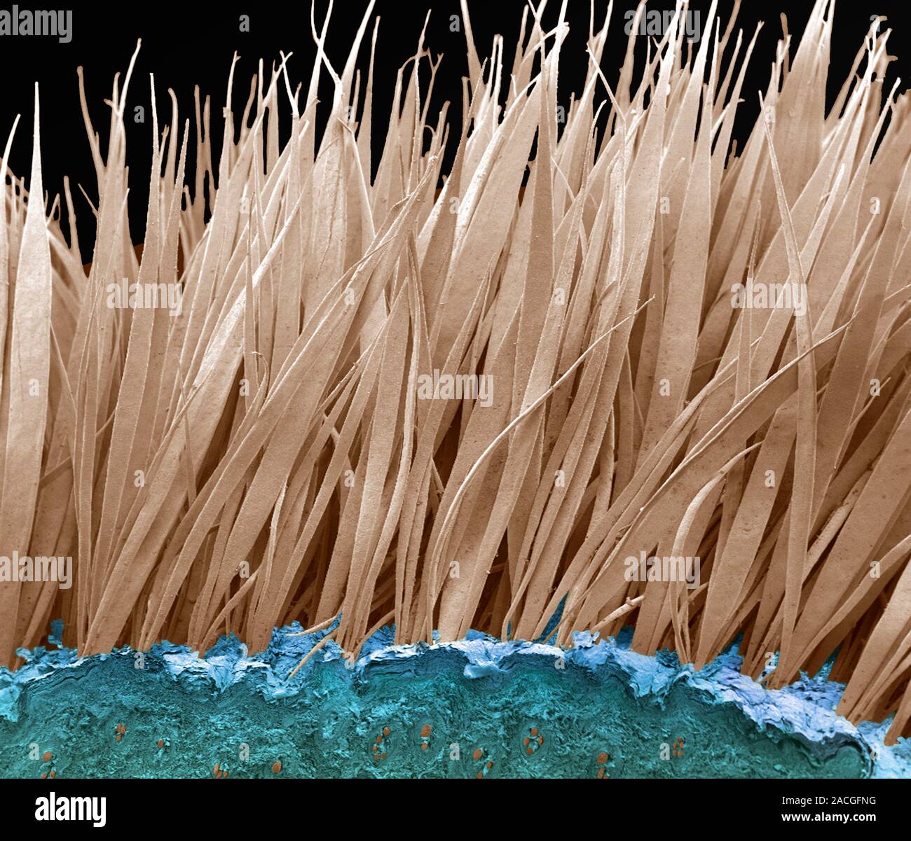 Seal fur. Coloured scanning electron micrograph (SEM) for a freeze ...