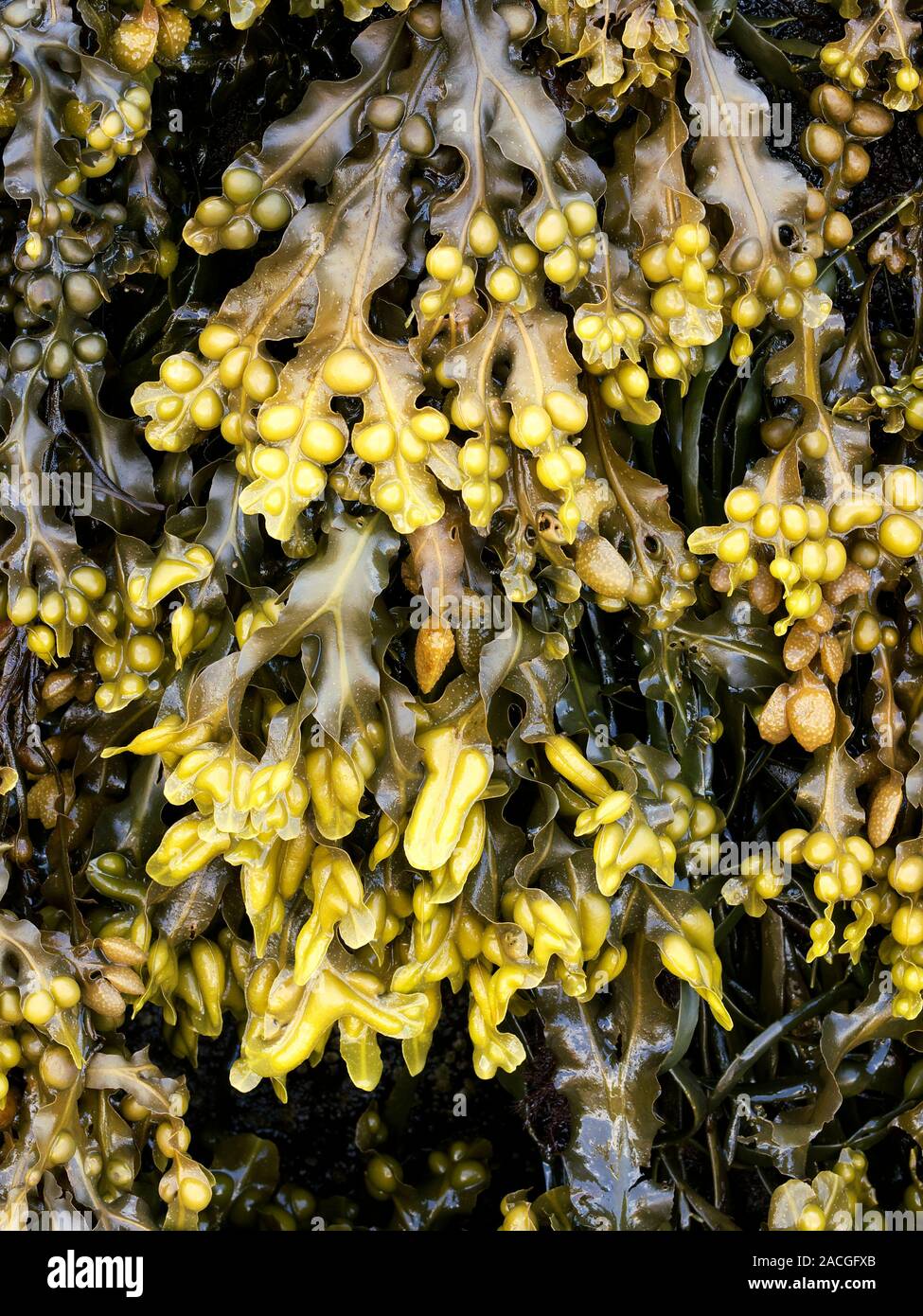 Bladder wrack (Fucus vesiculosus) seaweed on the shore. The ...