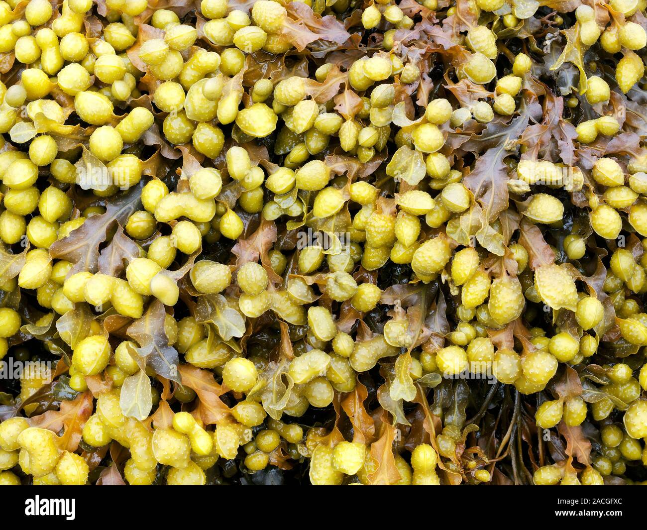 Bladder wrack (Fucus vesiculosus) seaweed on the shore. The ...