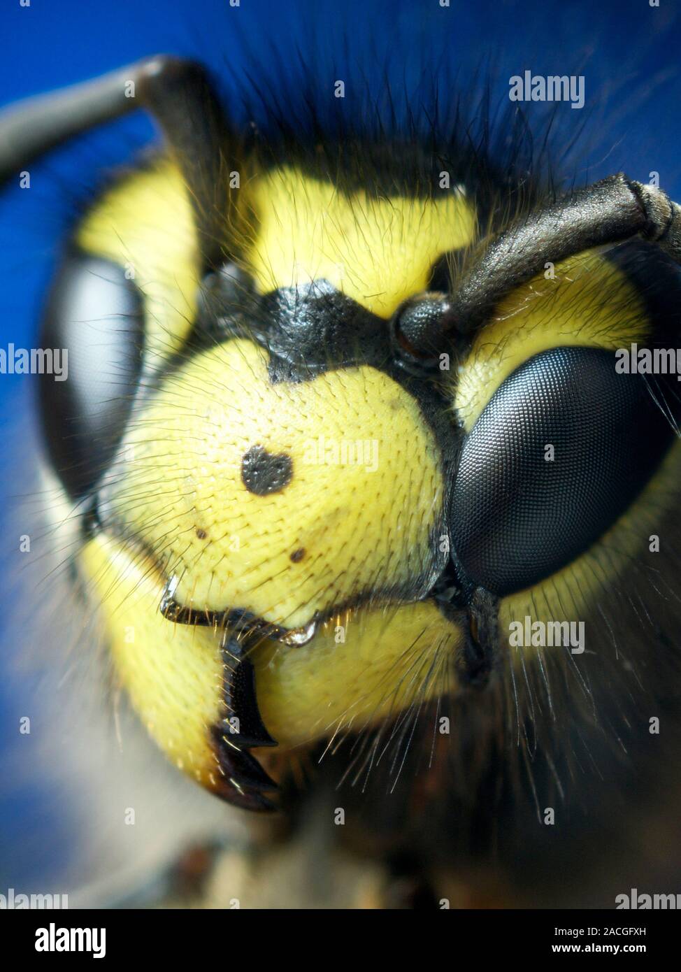 Wasp head. Close-up of the head of a European wasp (Vespula germanica ...