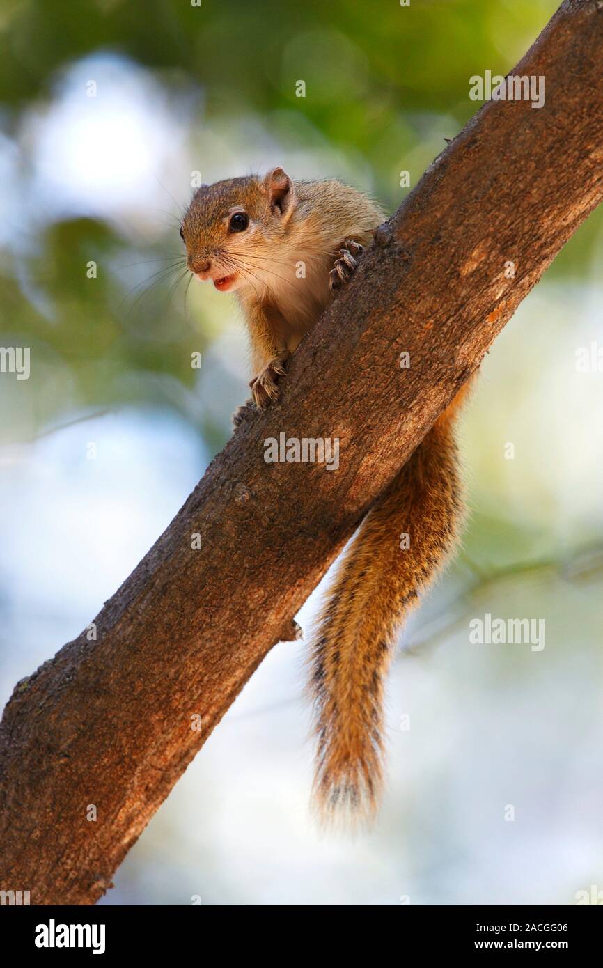 African Tree Squirrel (Xerus inauris) on a tree branch in the Okavango ...