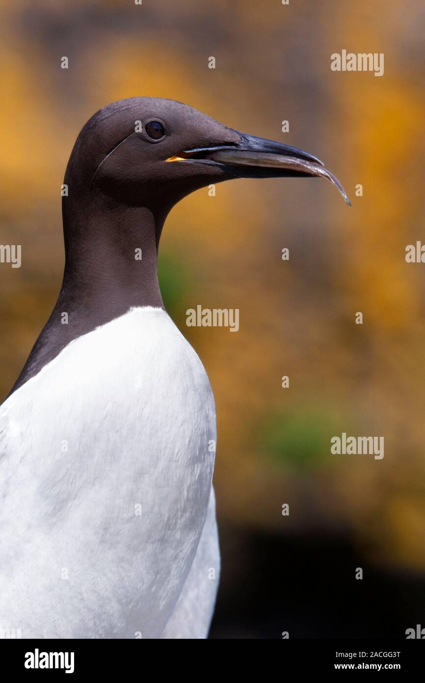 Guillemot (Uria aalge) with a fish in its beak, on the island of Lunga ...