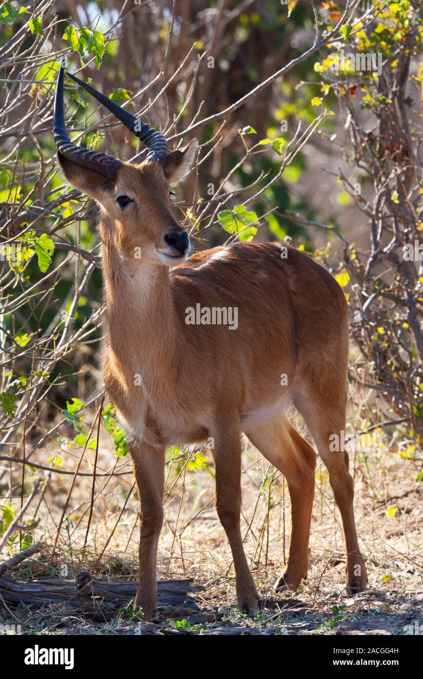 Male Reedbuck (Redunca arundinum) in the Khwai River area of Botswana ...
