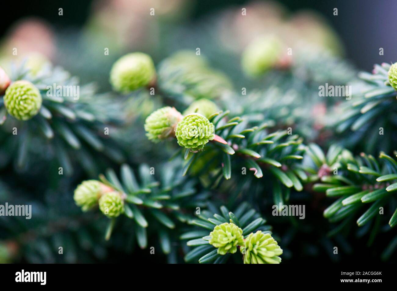 Dwarf Balsam Fir (Abies balsamea 'Nana' Stock Photo - Alamy