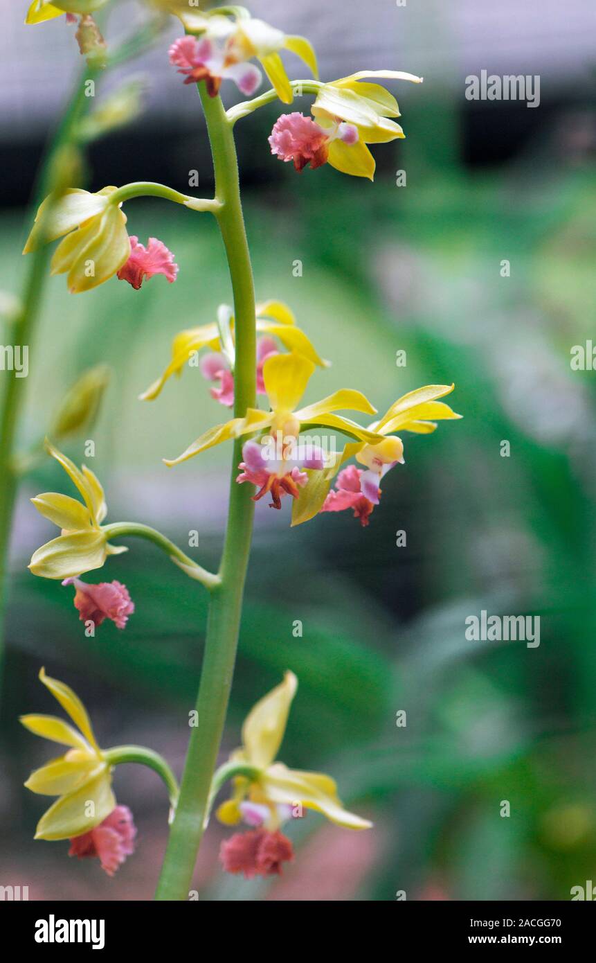Orchid (Calanthe tricarinata) flowers Stock Photo - Alamy