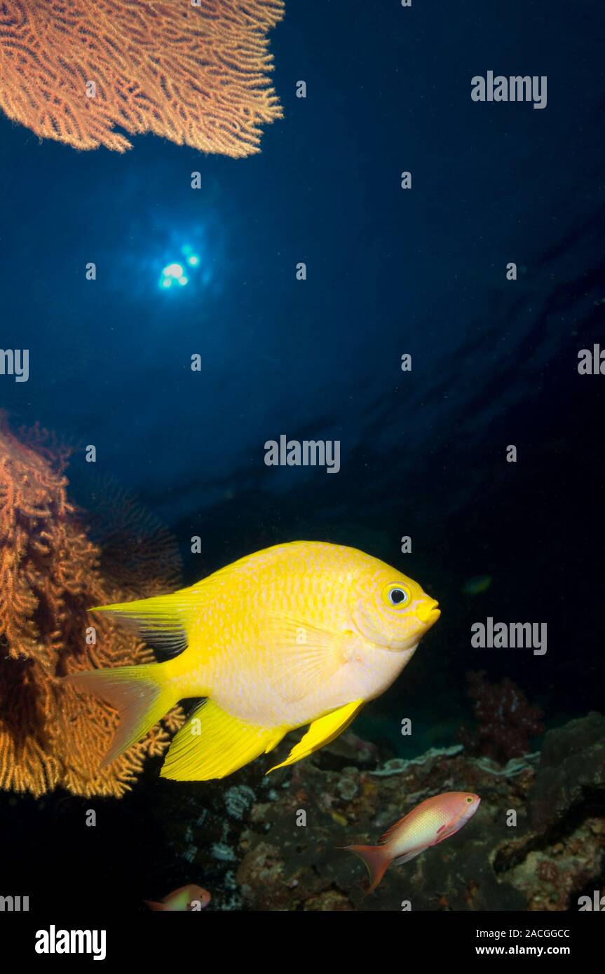 Golden damselfish (Amblyglyphidodon aureus). This species of damselfish ...