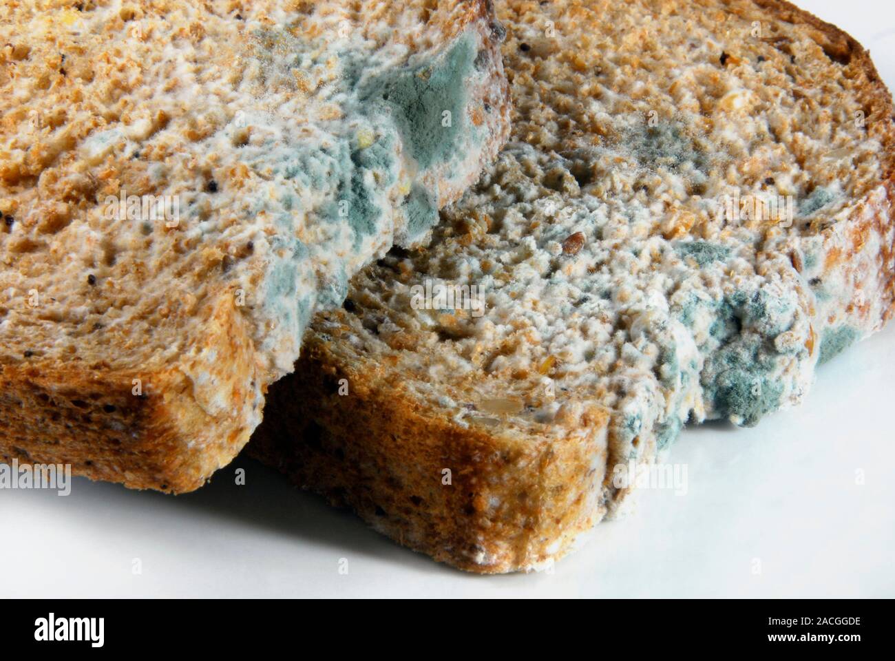 Mouldy bread. The white areas are fungal mycelia, masses of thread-like ...