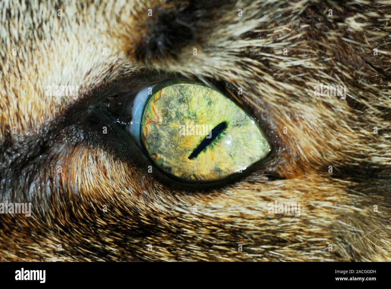 Cat's eye. The eyes of cats are adapted for night vision by the ...