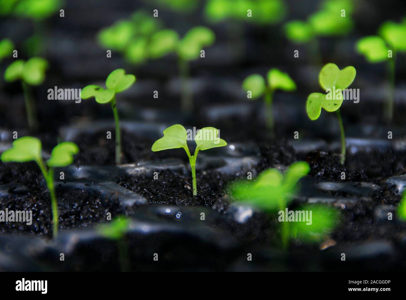 Swede seedlings (Brassica napus) growing in a bag of compost. The ...