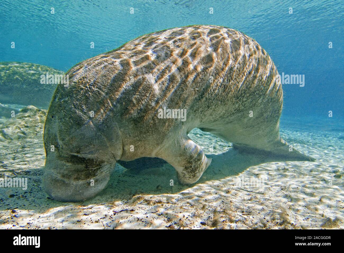 Florida manatee feeding. Manatees (Trichechus manatus latirostris) are ...