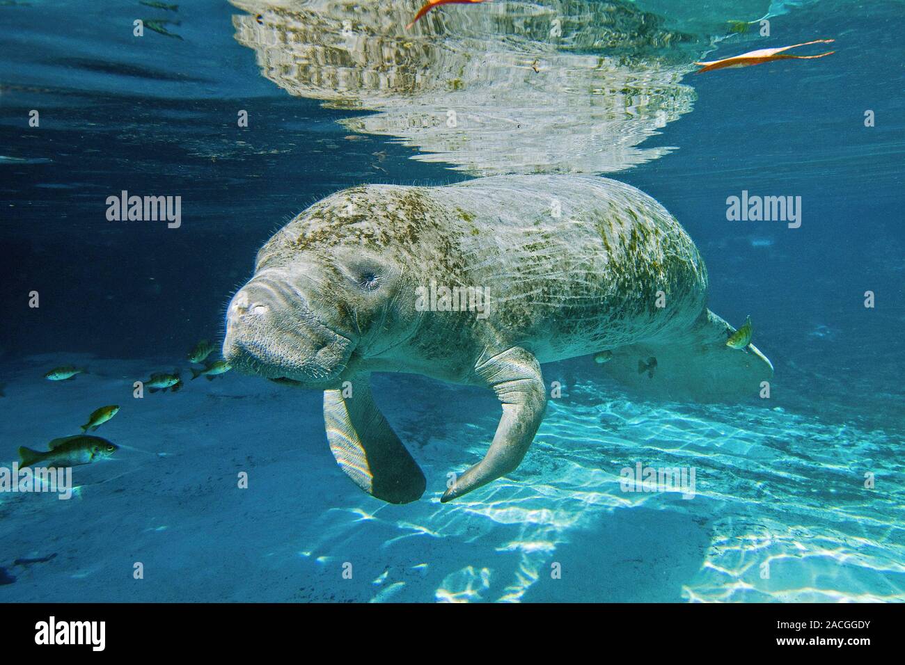 Florida manatee swimming. Manatees (Trichechus manatus latirostris) are herbivorous aquatic ...