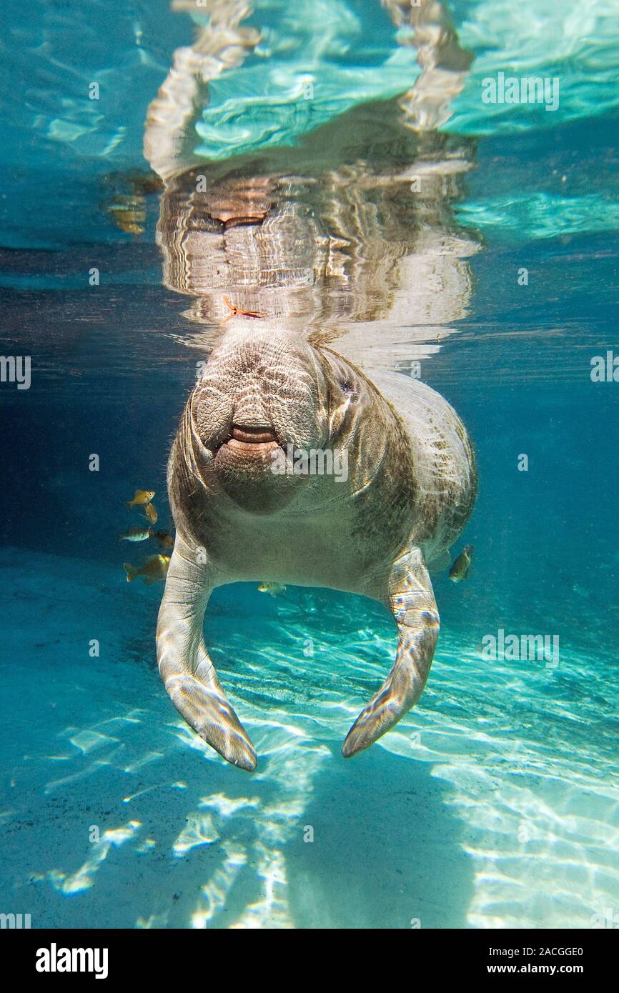 Florida manatee swimming. Manatees (Trichechus manatus latirostris) are ...