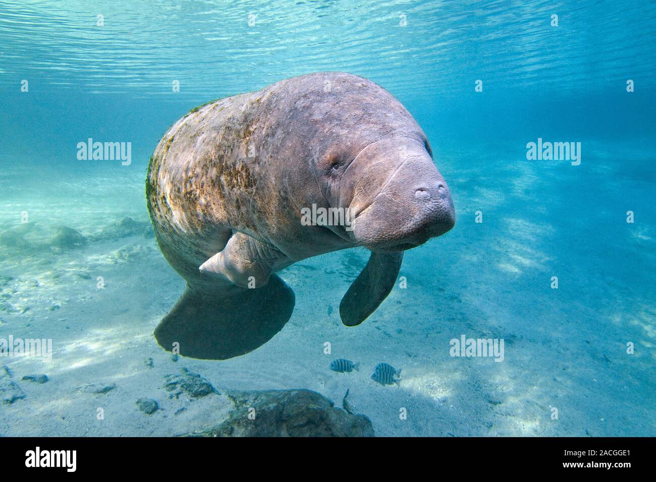 Florida manatee swimming. Manatees (Trichechus manatus latirostris) are ...