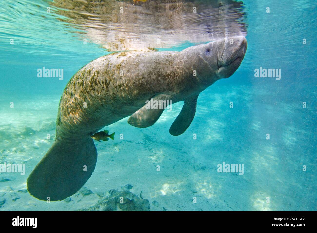 Florida manatee swimming. Manatees (Trichechus manatus latirostris) are ...