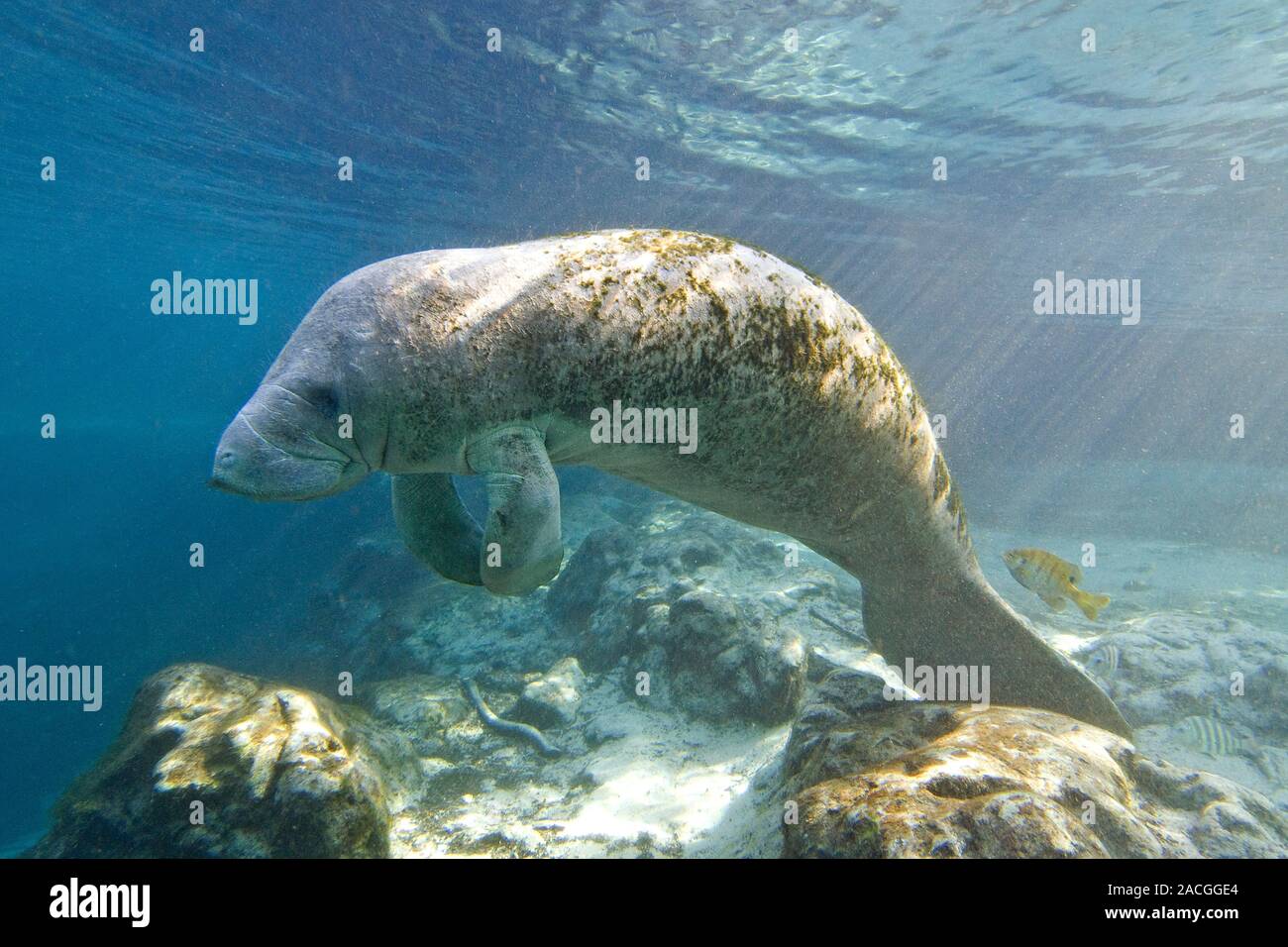 Florida manatee swimming. Manatees (Trichechus manatus latirostris) are ...