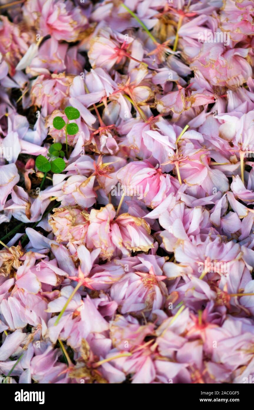 Fallen Cherry blossom (Prunus serrulata 'Kanzan') in April Stock Photo ...