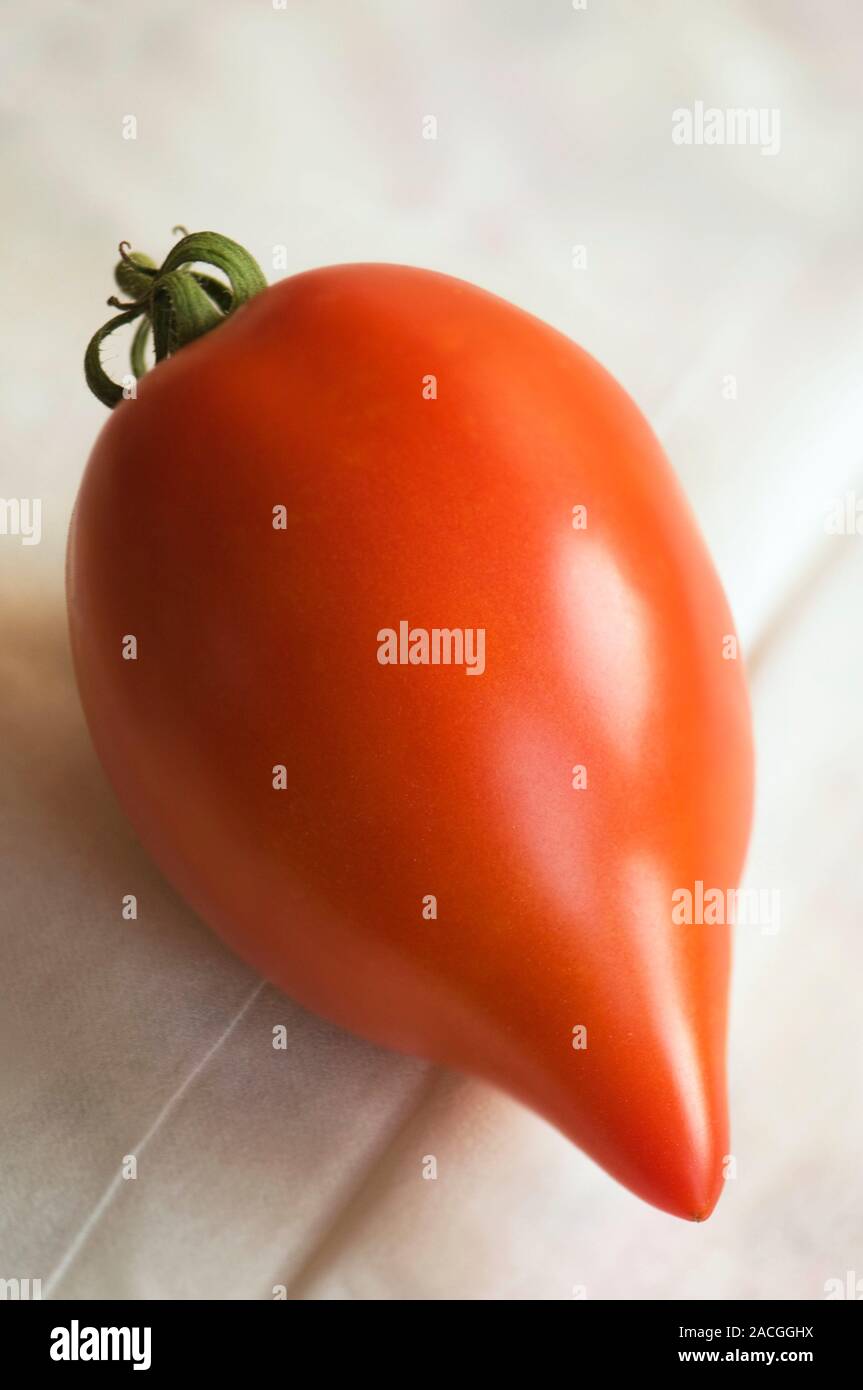 Tomato (Solanum lycopersicon Stock Photo - Alamy