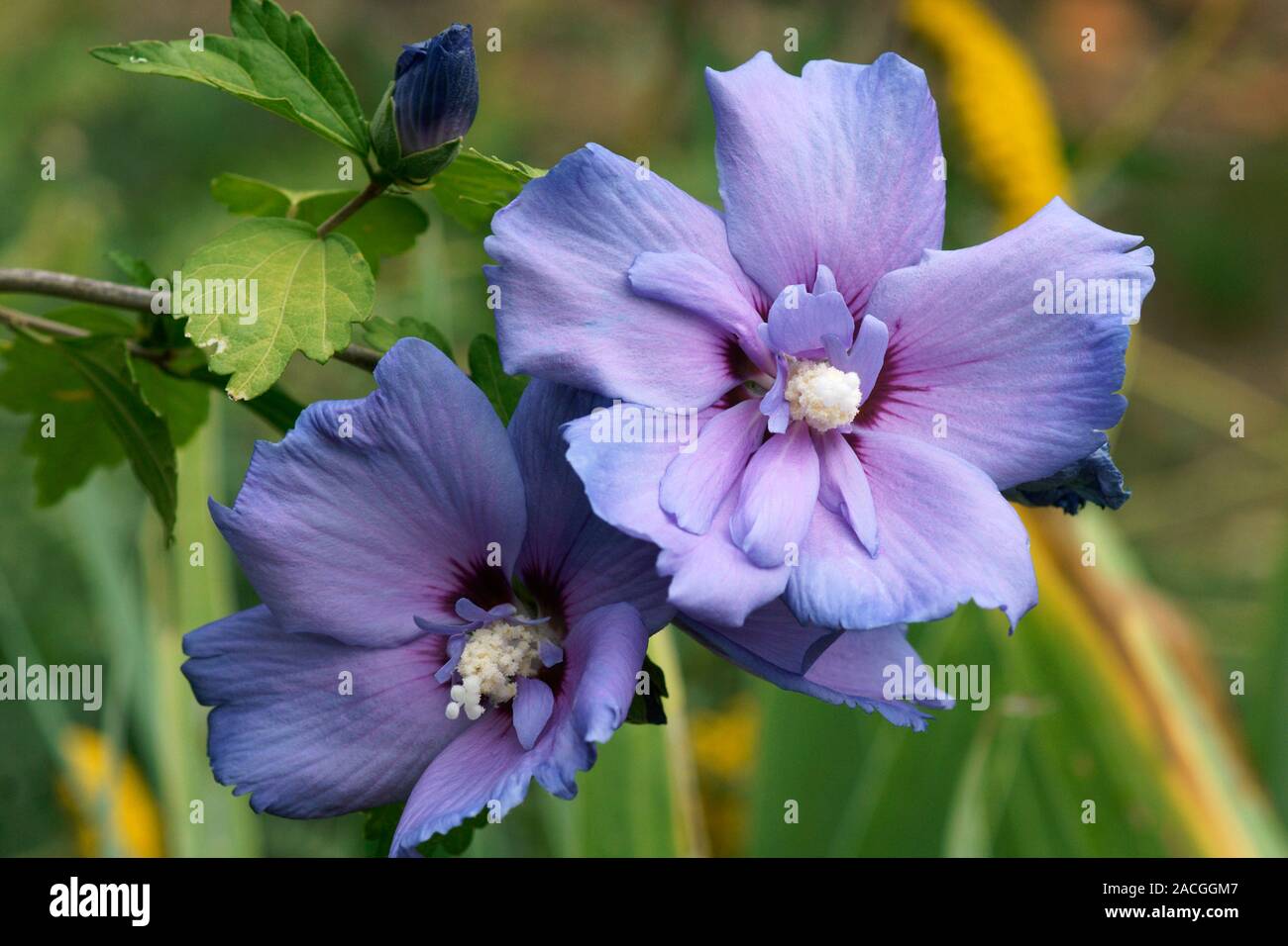 Hibiscus syriacus 'Blue Chiffon' flowers Stock Photo - Alamy