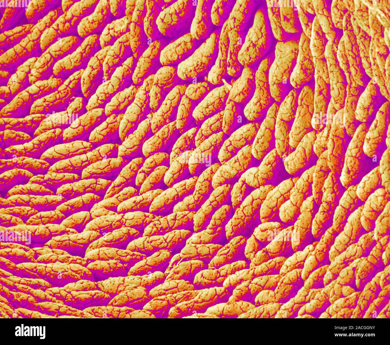 Intestinal lining. Coloured scanning electron micrograph (SEM) of villi ...