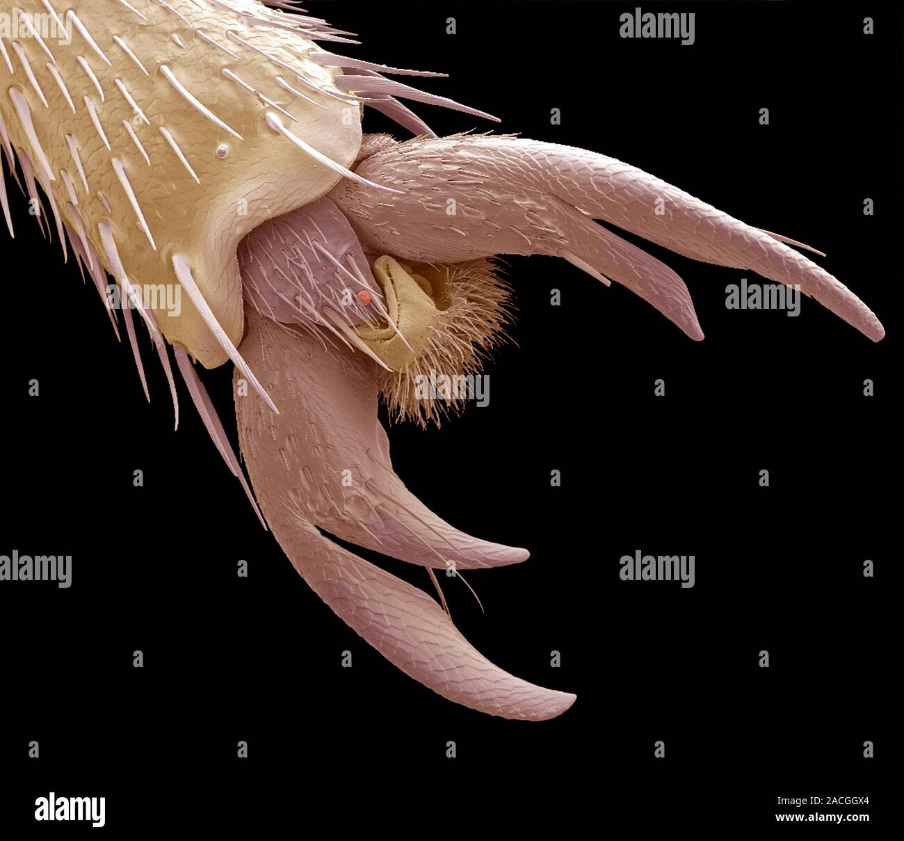 Bee foot claws, coloured scanning electron micrograph (SEM). These ...