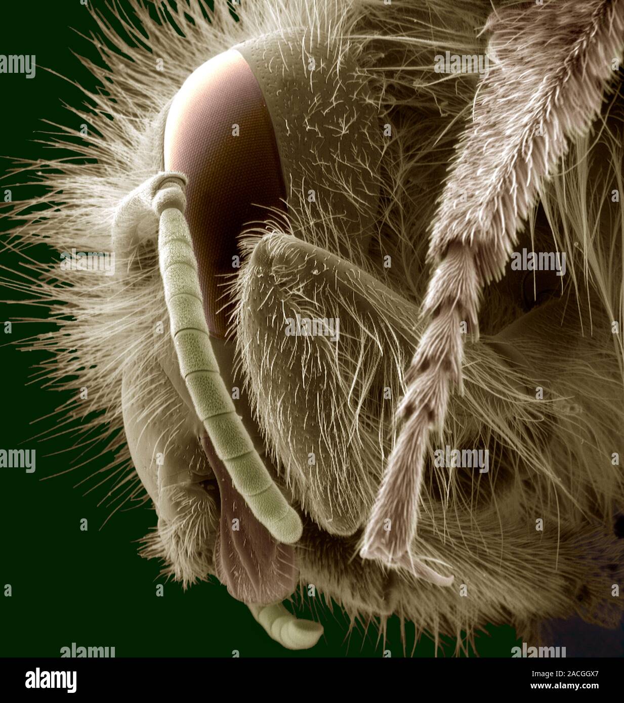 Head of a bee, coloured scanning electron micrograph (SEM). The bee's ...