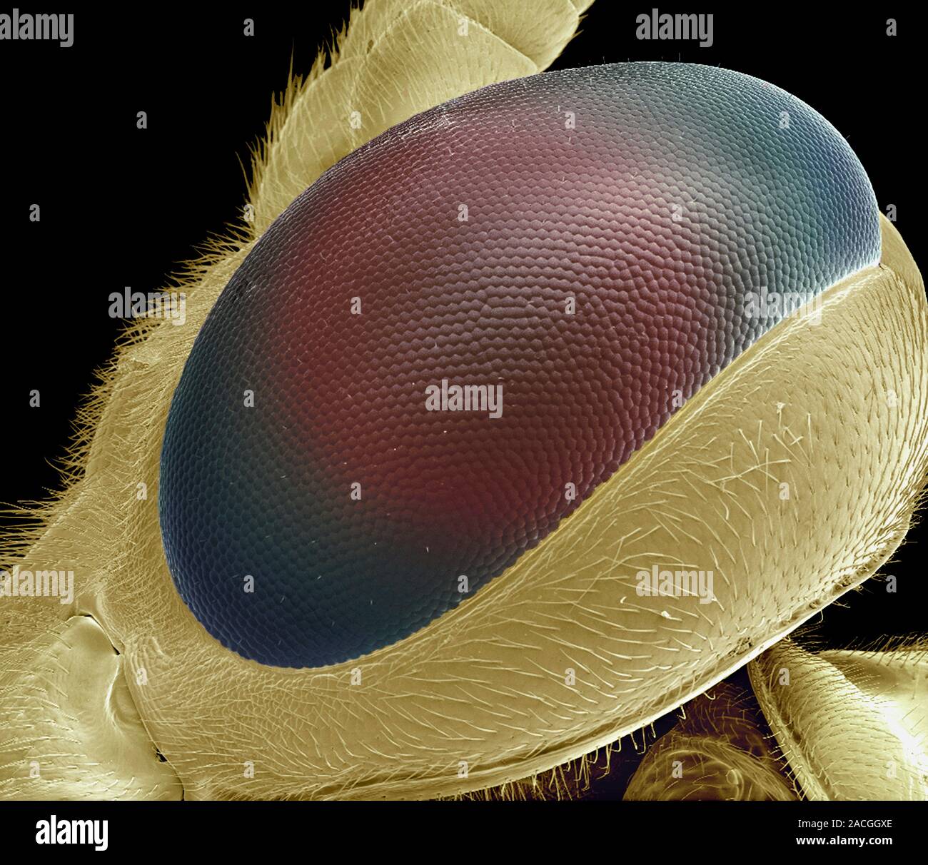 Compound eye of wasp, coloured scanning electron micrograph (SEM). This ...