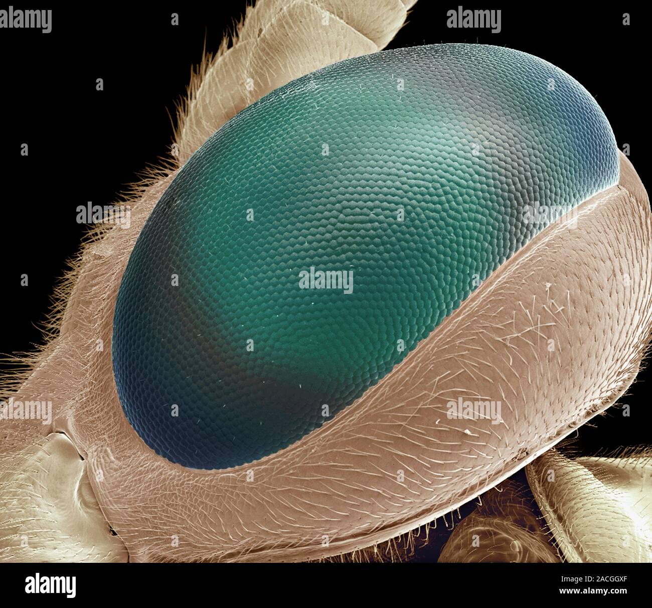 Compound eye of wasp, coloured scanning electron micrograph (SEM). This ...
