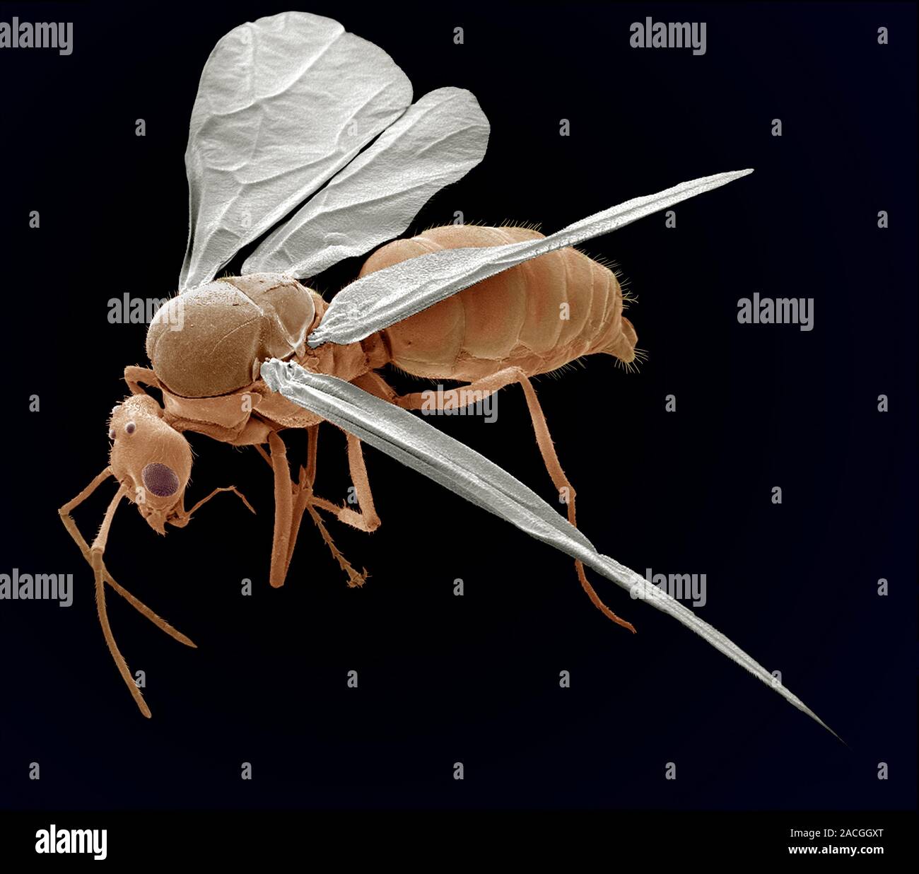 Winged ant, coloured scanning electron micrograph (SEM). Winged ants ...