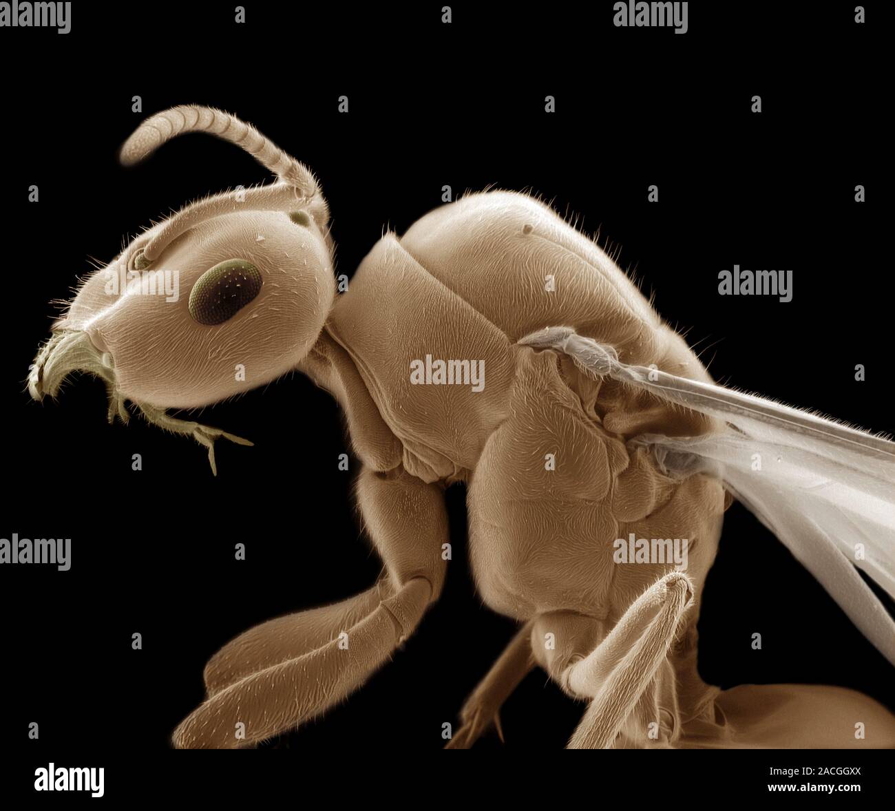 Winged ant, coloured scanning electron micrograph (SEM). Winged ants ...