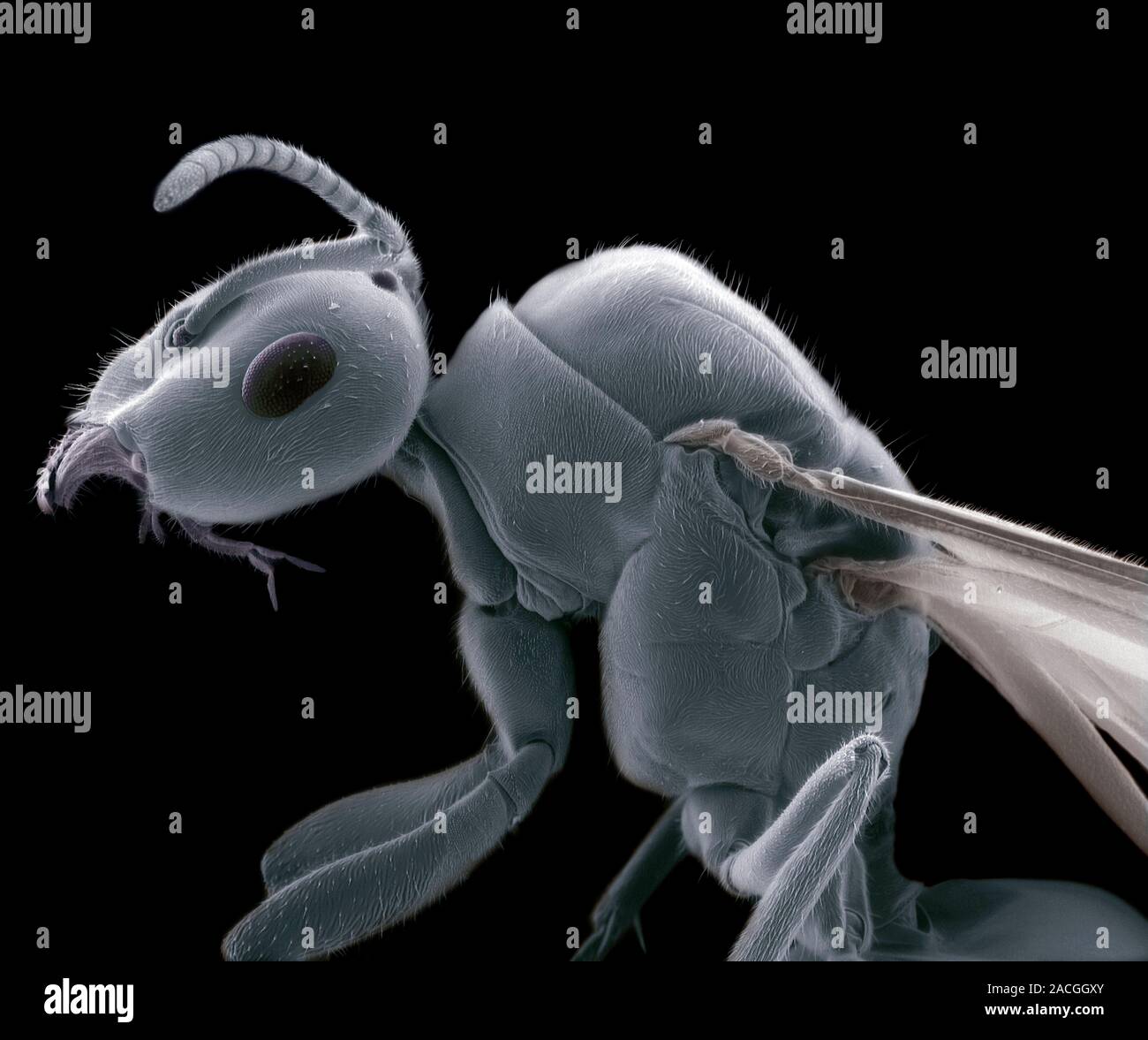 Winged ant, coloured scanning electron micrograph (SEM). Winged ants ...