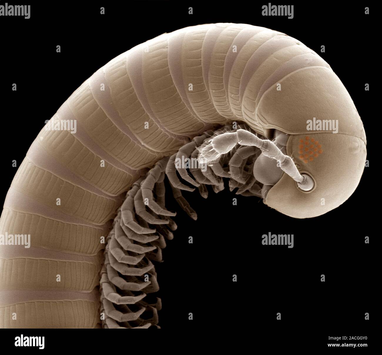 Millipede, coloured scanning electron micrograph (SEM).Millipedes ...