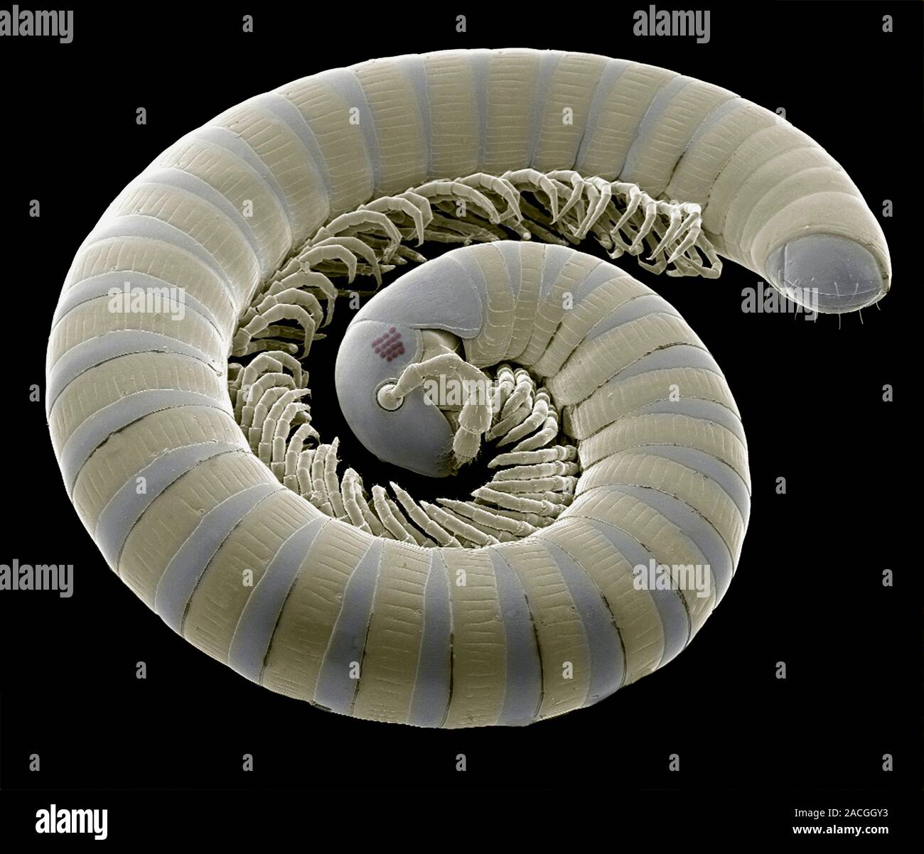 Millipede, coloured scanning electron micrograph (SEM). Millipedes ...